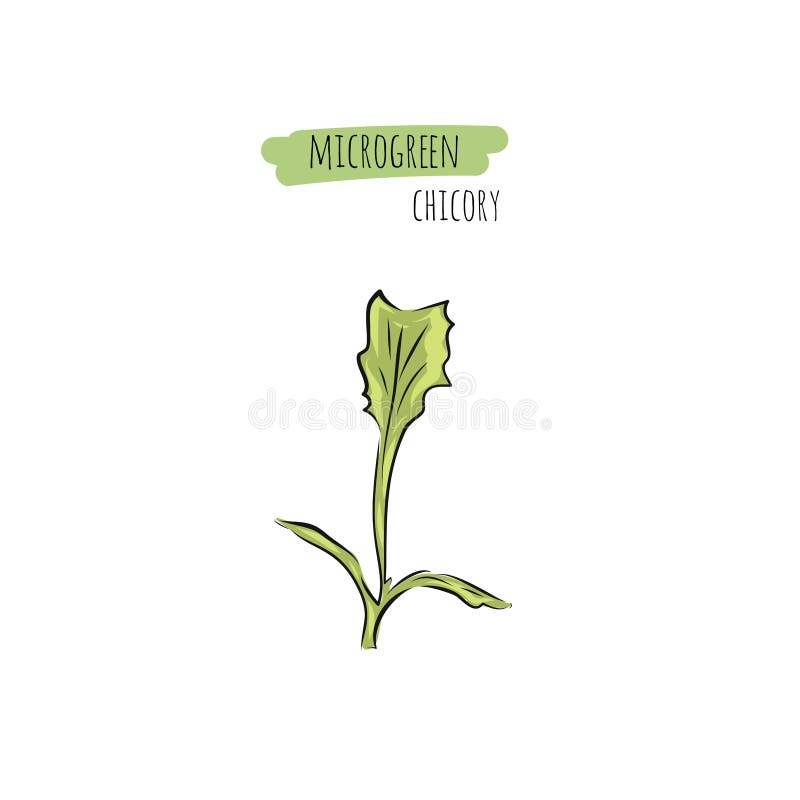 Micro Greens Hand Drawn Stock Illustrations – 283 Micro Greens Hand ...