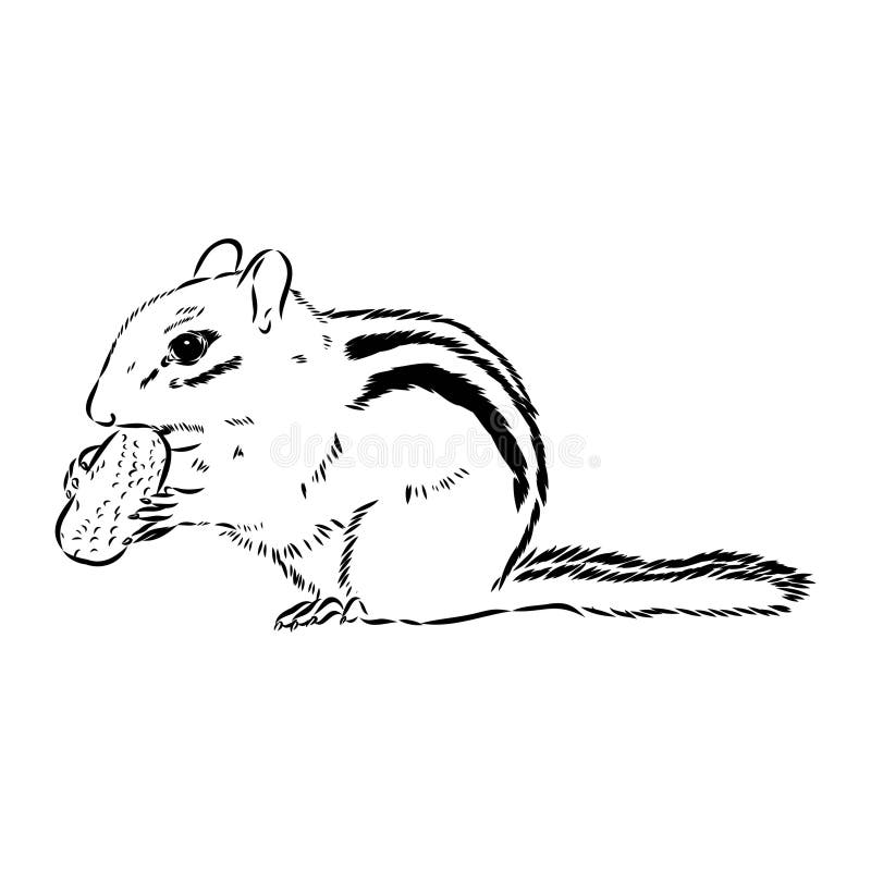 Chipmunk Illustration in Doodle Style. Vector Isolated on a White ...