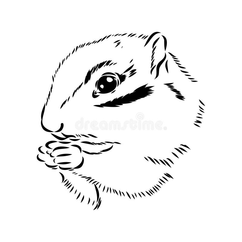 Black Chipmunk Stock Illustrations – 1,371 Black Chipmunk Stock ...