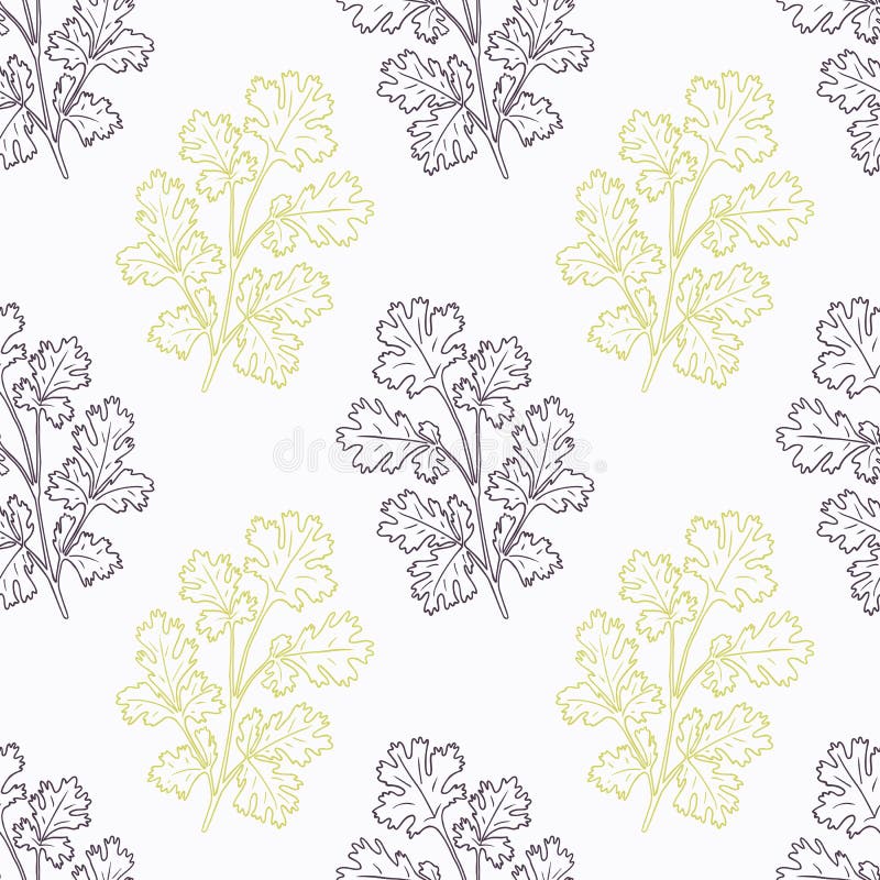 Cilantro Stock Illustrations – 9,474 Cilantro Stock Illustrations ...