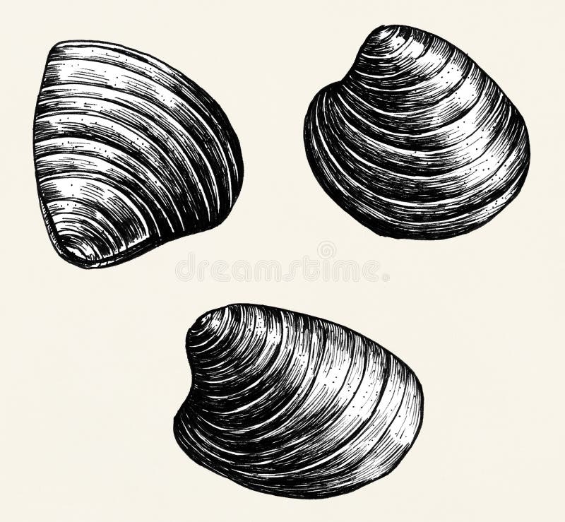 Bivalve mollusk stock vector. Illustration of marine - 104984642