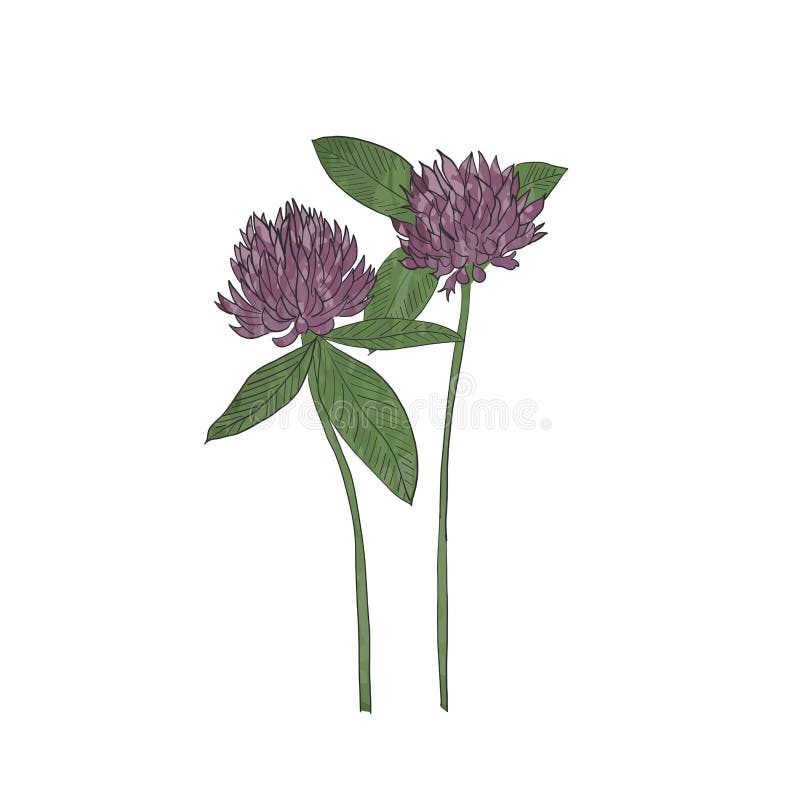 Hand drawn clover flower stock vector. Illustration of texture - 110601959