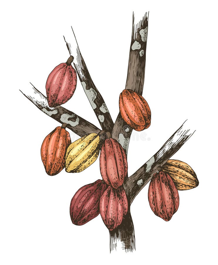 Hand Drawn Cocoa Pods on the Tree Branches Stock Vector - Illustration ...