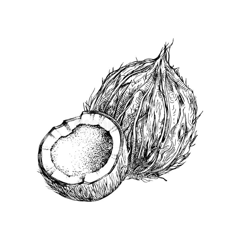 Hand Drawn Coconut with Half Stock Vector - Illustration of organic ...