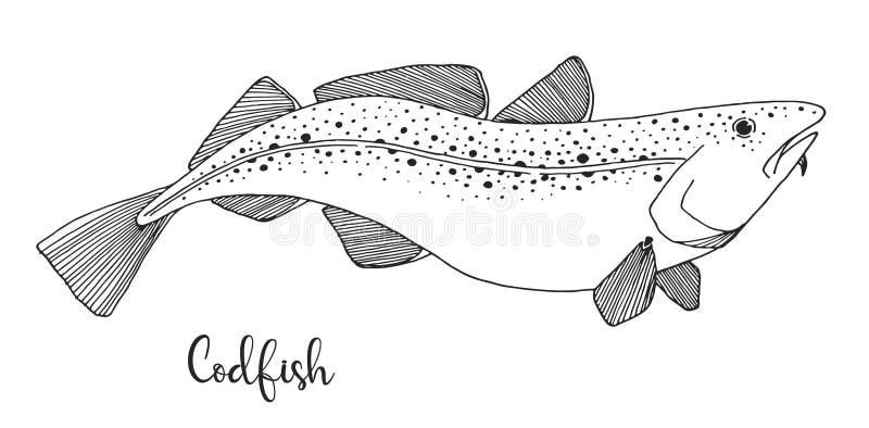 Illustration of Codfish. Fish Sketch in Vector. Drawn Seafood in ...