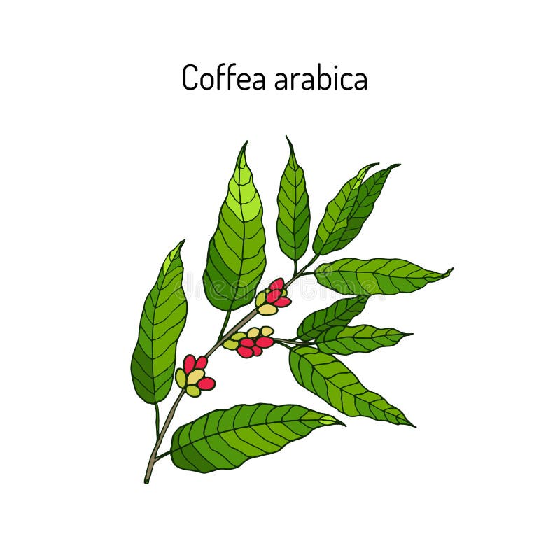 Hand Drawn Coffee Tree Branch Stock Vector - Illustration of beans ...