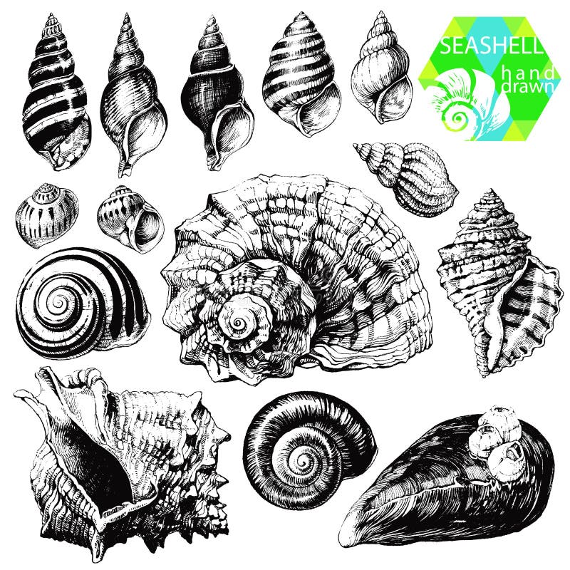 Sea shell - pencil drawing stock illustration. Illustration of drawing ...