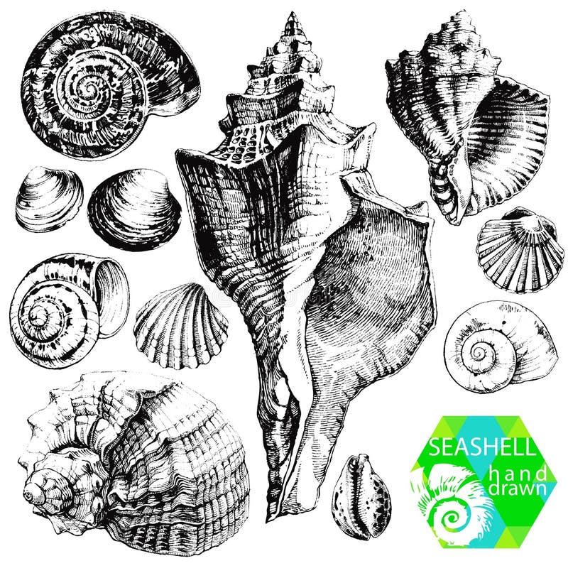 Shell set stock vector. Illustration of exotic, element - 30215287