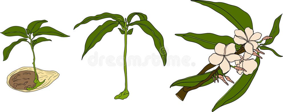 Hand Drawn Colored Mango. Tropical Fruit Vector Illustration Stock ...