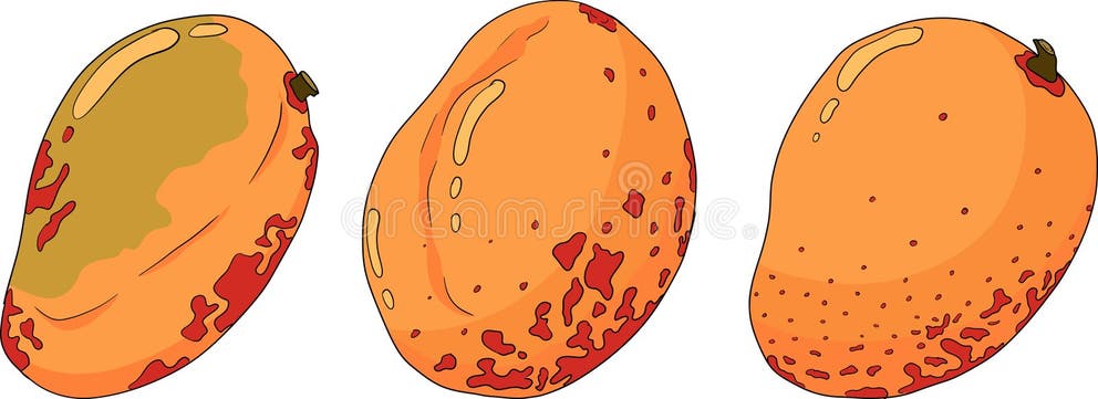 Hand Drawn Colored Mango. Tropical Fruit Vector Illustration Stock ...