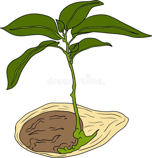 Hand Drawn Colored Mango. Tropical Fruit Vector Illustration Stock ...