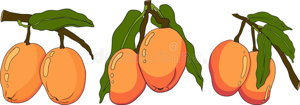 Hand Drawn Colored Mango. Tropical Fruit Vector Illustration Stock ...