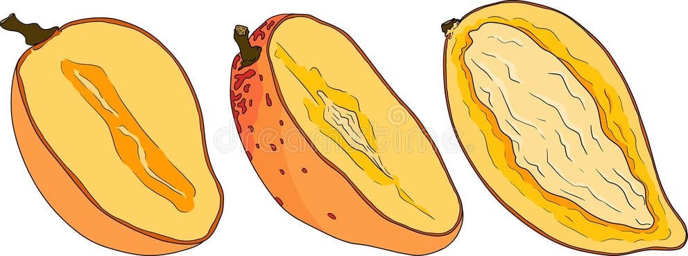 Hand Drawn Colored Mango. Tropical Fruit Vector Illustration Stock ...