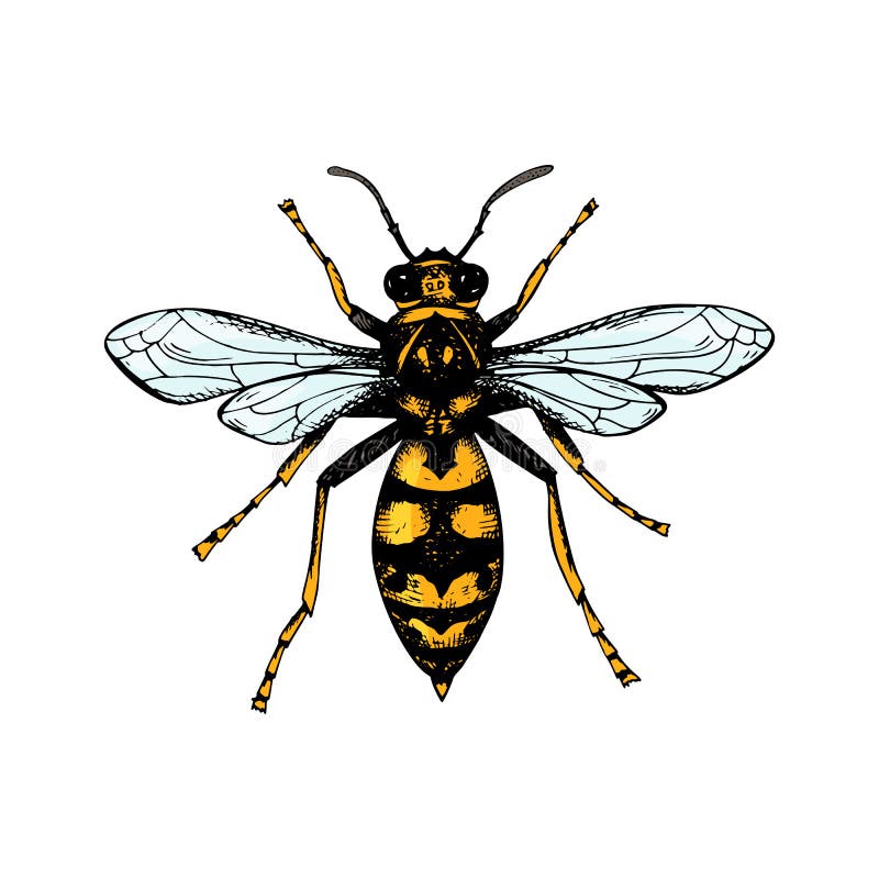 Hand Drawn Colored Wasp Isolated on White. Vector Illustration in ...