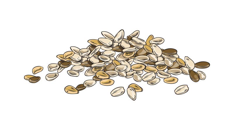 Sesame Seeds Sketch Stock Illustrations – 370 Sesame Seeds Sketch Stock ...