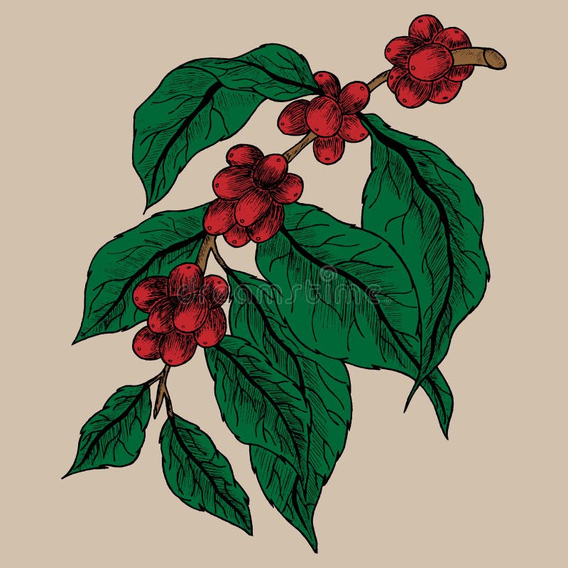 Hand Drawn Colorful Coffee Tree Branch Stock Vector - Illustration of ...