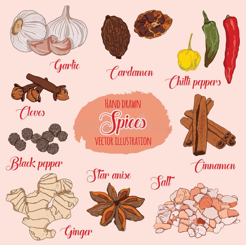 Pink Himalayan Salt Black Peppercorns Stock Illustrations – 2 Pink ...