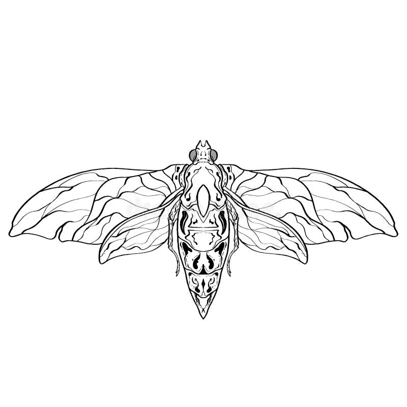 Insects Oleander Stock Illustrations – 57 Insects Oleander Stock ...