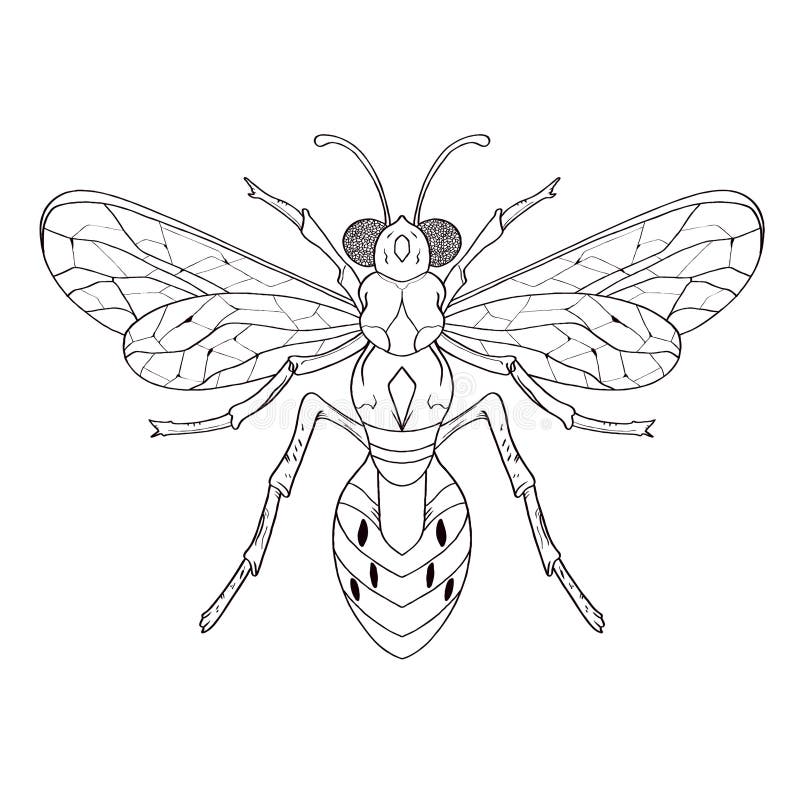 Hand Drawn Coloring Book Insects Vector Hand Drawn Illustrations ...