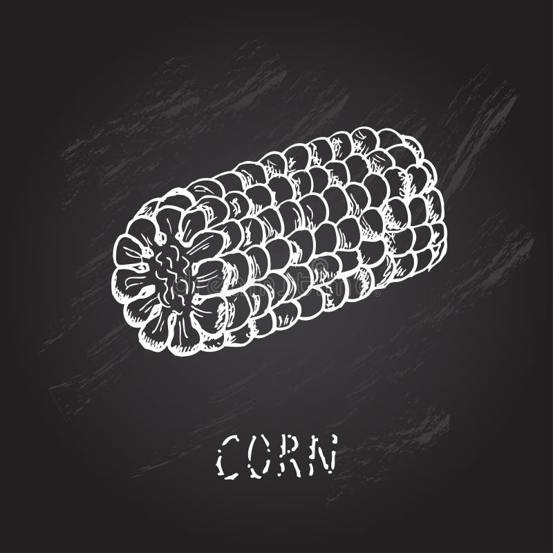 Hand drawn corn stock vector. Illustration of background - 76413906