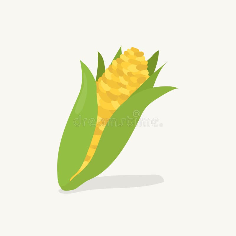 Hand Drawn Corn Fruit Illustration Stock Vector - Illustration of grain ...