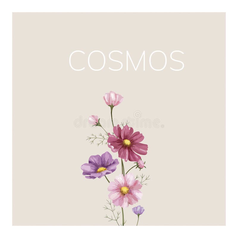 Hand Drawn Cosmos Flower Illustration Stock Illustration - Illustration ...