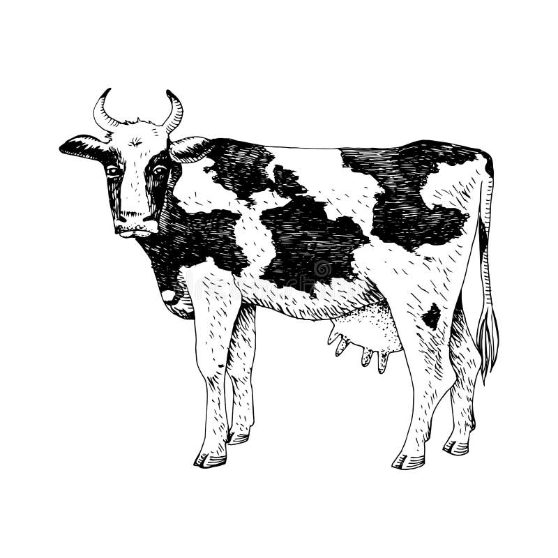 Hand Drawn Cow. Farm Animal Stock Vector - Illustration of agriculture ...