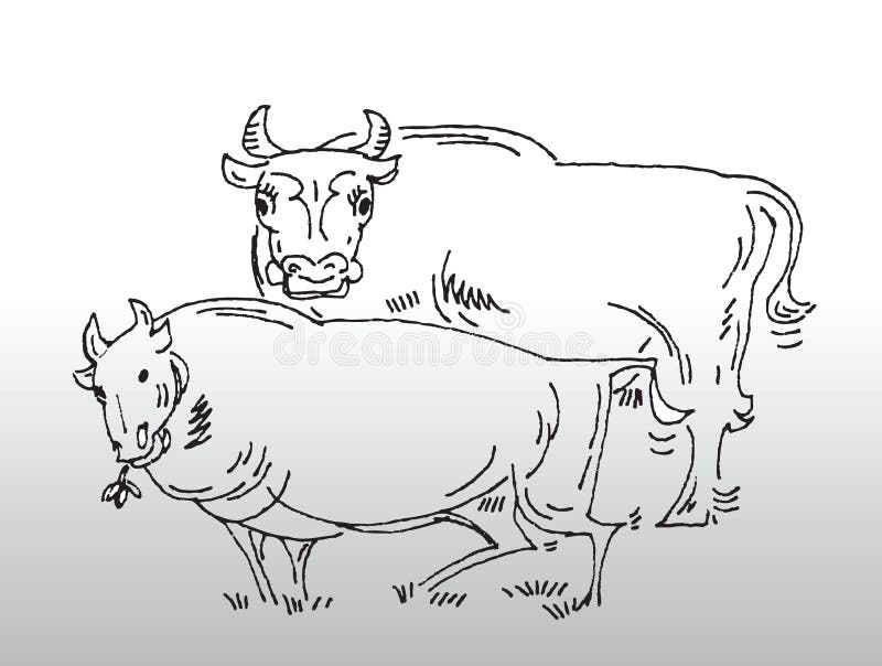 Hand drawn cows stock vector. Illustration of drawing - 5879326