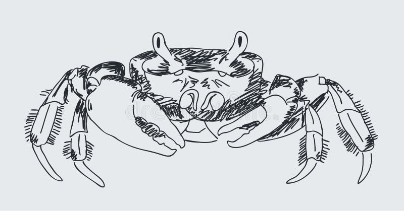 Hand drawn crab stock illustration. Illustration of drawn - 31642440