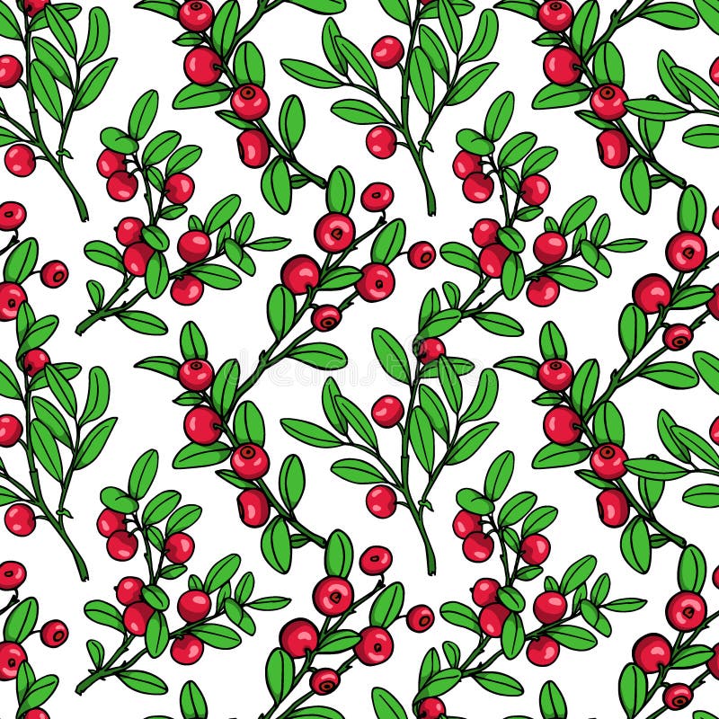 Hand Drawn Cranberry Pattern Stock Vector - Illustration of organic ...