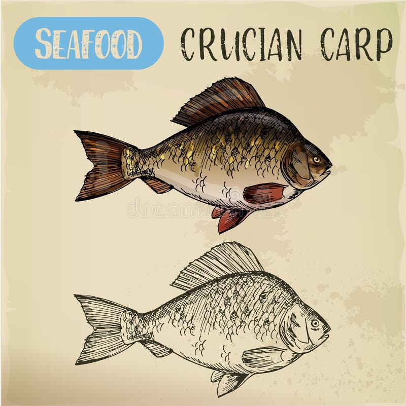Crucian or Common Carp, River Fish Sketch Stock Vector - Illustration ... Crucian or Common Carp, River Fish Sketch Stock Vector - Illustration ...