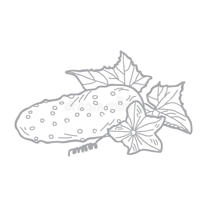 Hand Drawn Cucumber Vector Illustration. Stock Vector - Illustration of ...