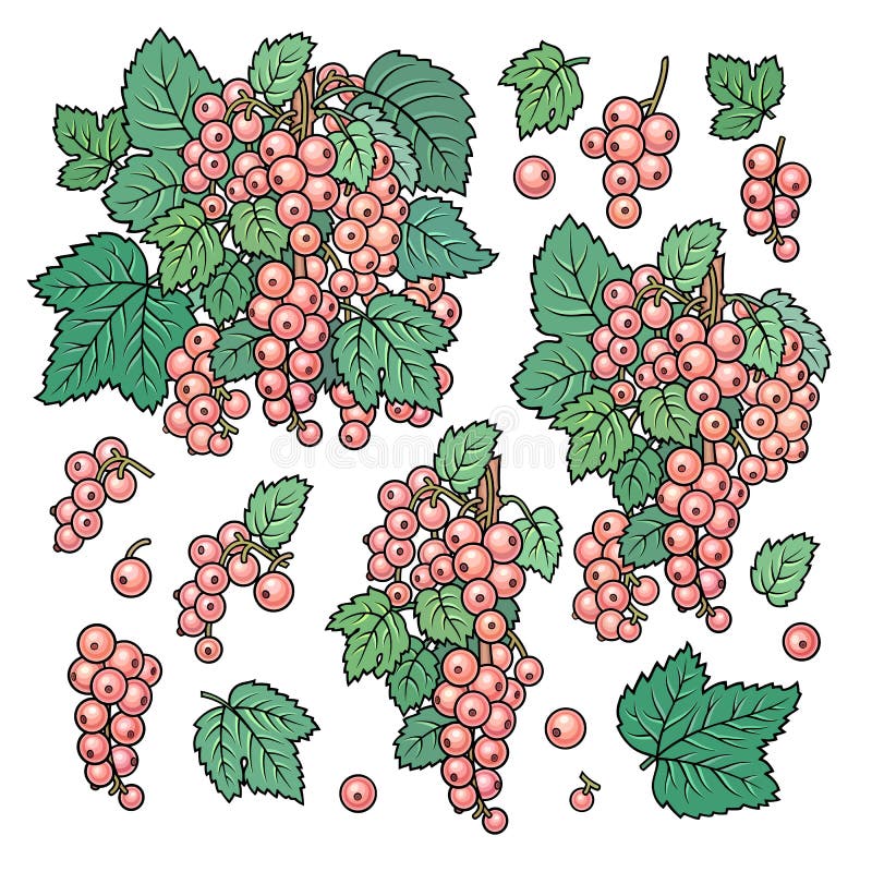 Hand Drawn Currant. Set of Objects Stock Vector - Illustration of leaf ...