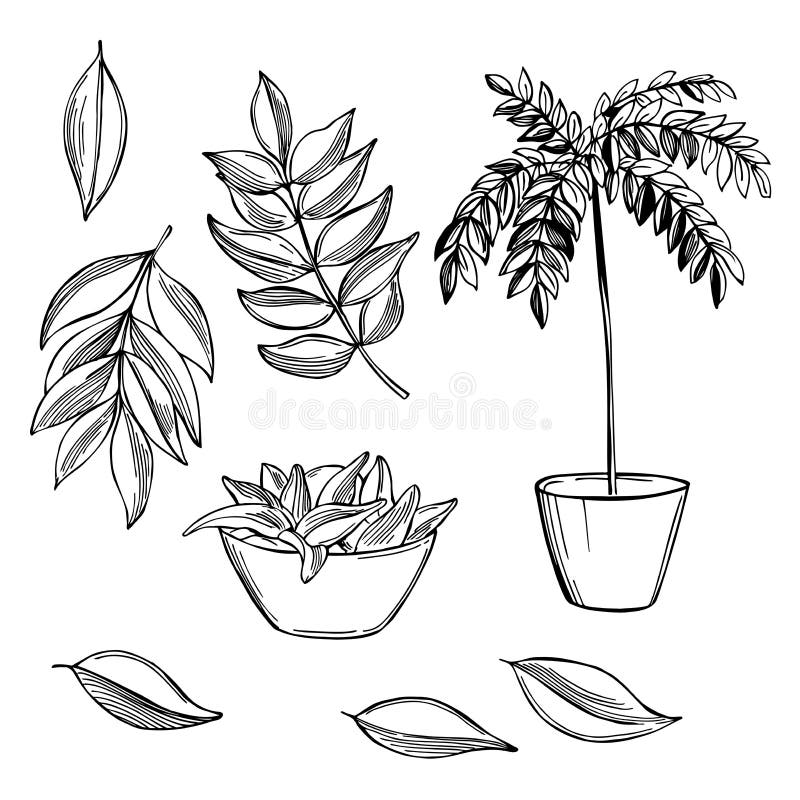 Curry Leaves Stock Illustrations – 1,247 Curry Leaves Stock ...