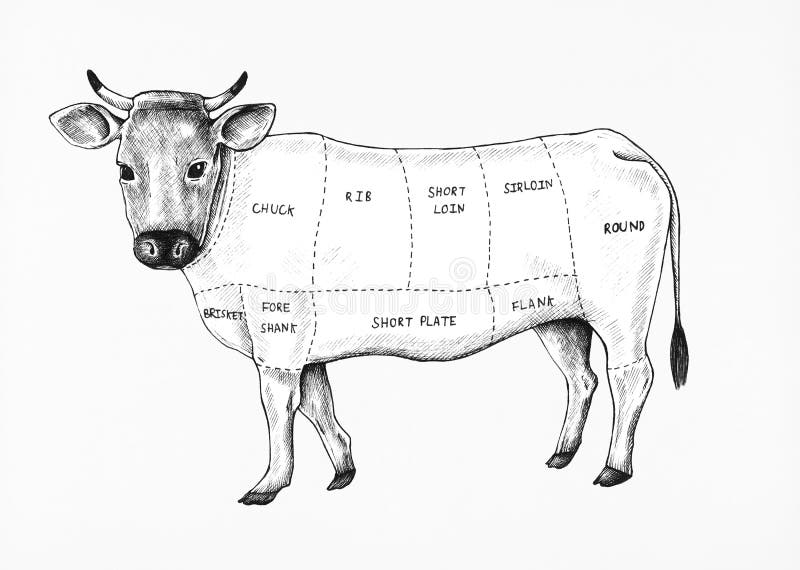 Hand drawn cut of beef stock illustration. Illustration of edible ...