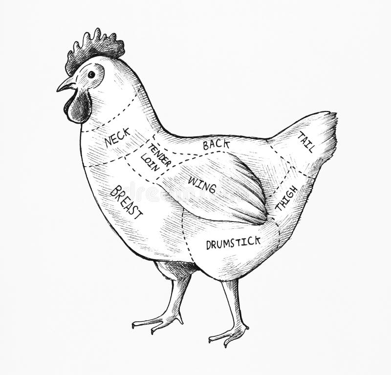 Chicken Cut Chart Stock Illustrations – 334 Chicken Cut Chart Stock ...
