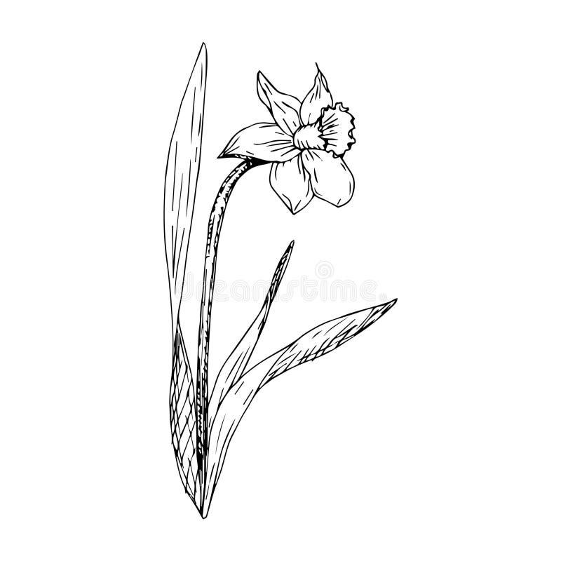 Hand-drawn Daffodil Flower in the Style of Engraving. Stock Vector ...