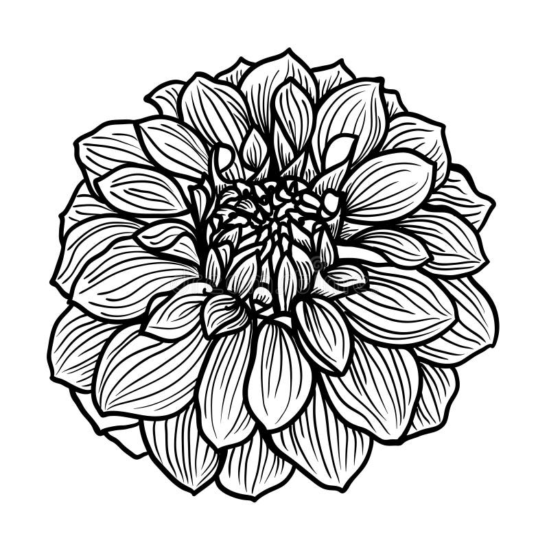 Hand drawn Dahlia flower stock vector. Illustration of flower - 35745470