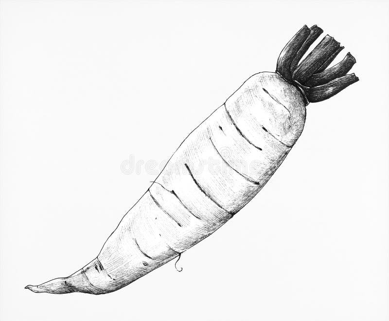 Hand Drawn Daikon Chinese Radish Stock Illustration - Illustration of ...