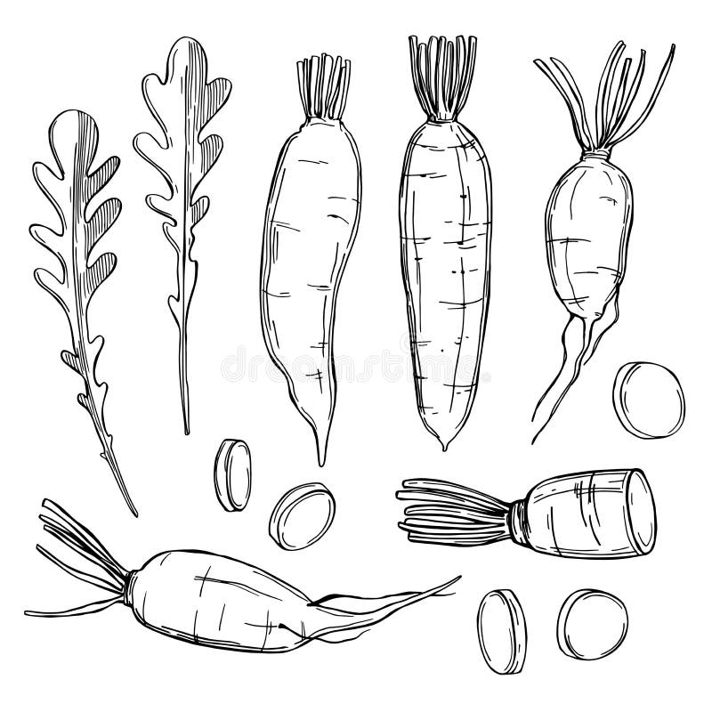 Daikon Drawing Stock Illustrations – 354 Daikon Drawing Stock ...