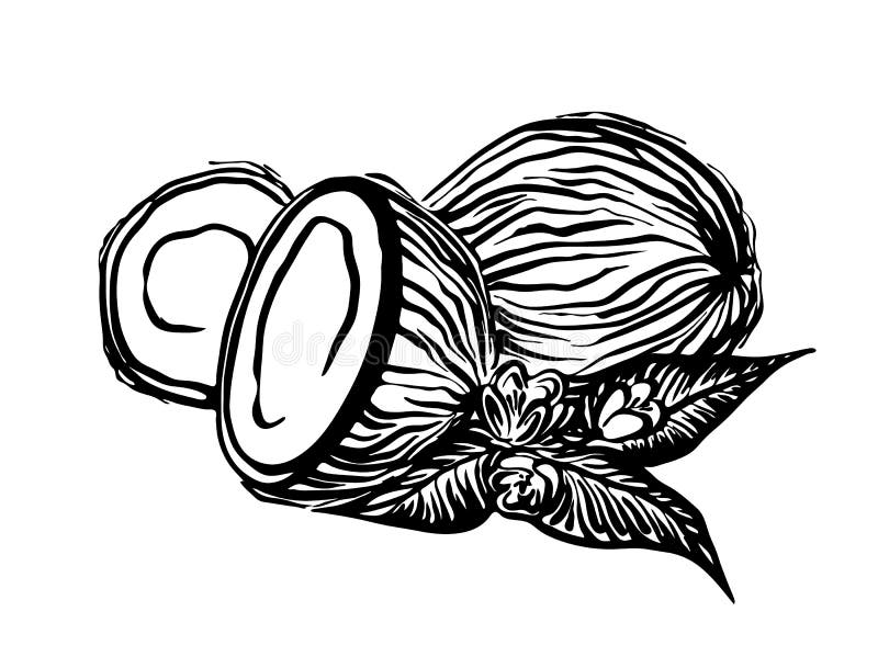 Coconut Outline Icon, Line Vector Sign, Linear Pictogram Isolated on ... Coconut Outline Icon, Line Vector Sign, Linear Pictogram Isolated on ...