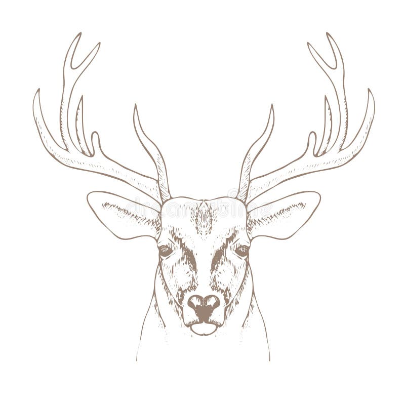Hand Drawn Deer Head with Horns Vector Illustration Stock Vector ...