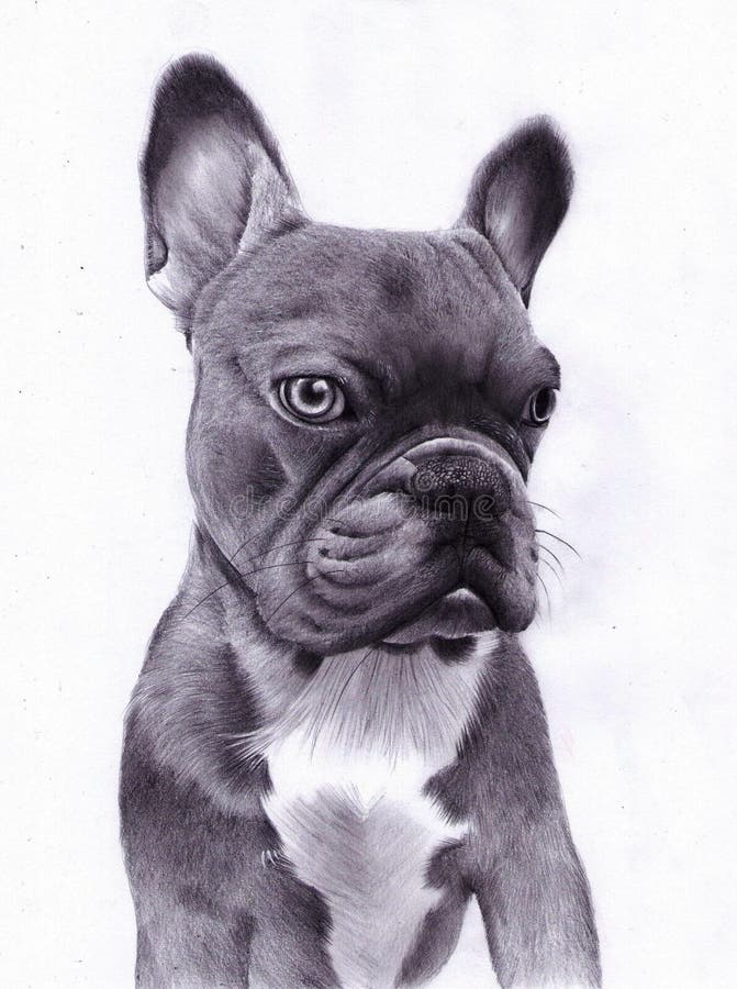 Hand drawn dog stock illustration. Illustration of pencils - 152557654