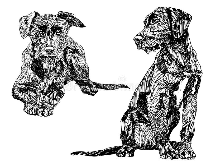 Hand drawn dogs. stock vector. Illustration of black - 47606677