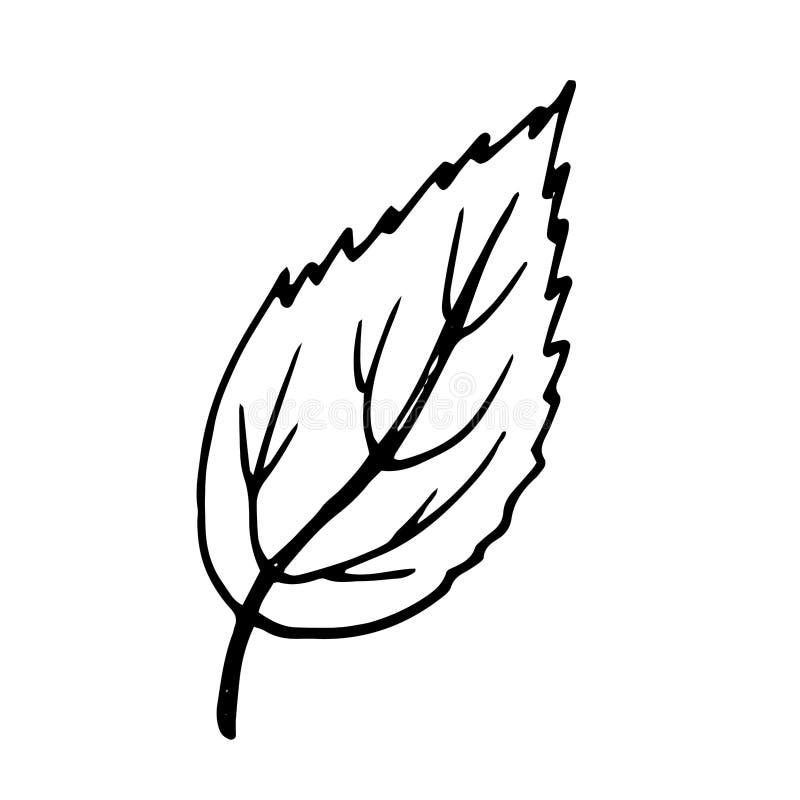 Hand Drawn Doodle Illustration. Botanical Engraving. Vector ...