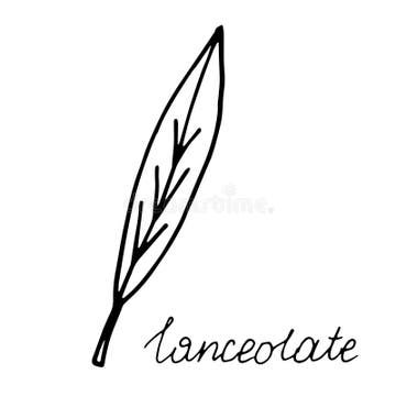 Linear Lanceolate Stock Illustrations – 53 Linear Lanceolate Stock ...