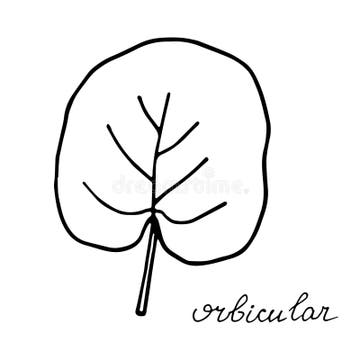 Pandurate Stock Illustrations – 14 Pandurate Stock Illustrations ...