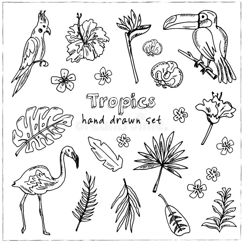 Hand Drawn Doodle Tropics Set Stock Vector - Illustration of doodle ...