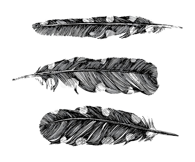 Dotted Feathers Stock Illustrations – 338 Dotted Feathers Stock ...