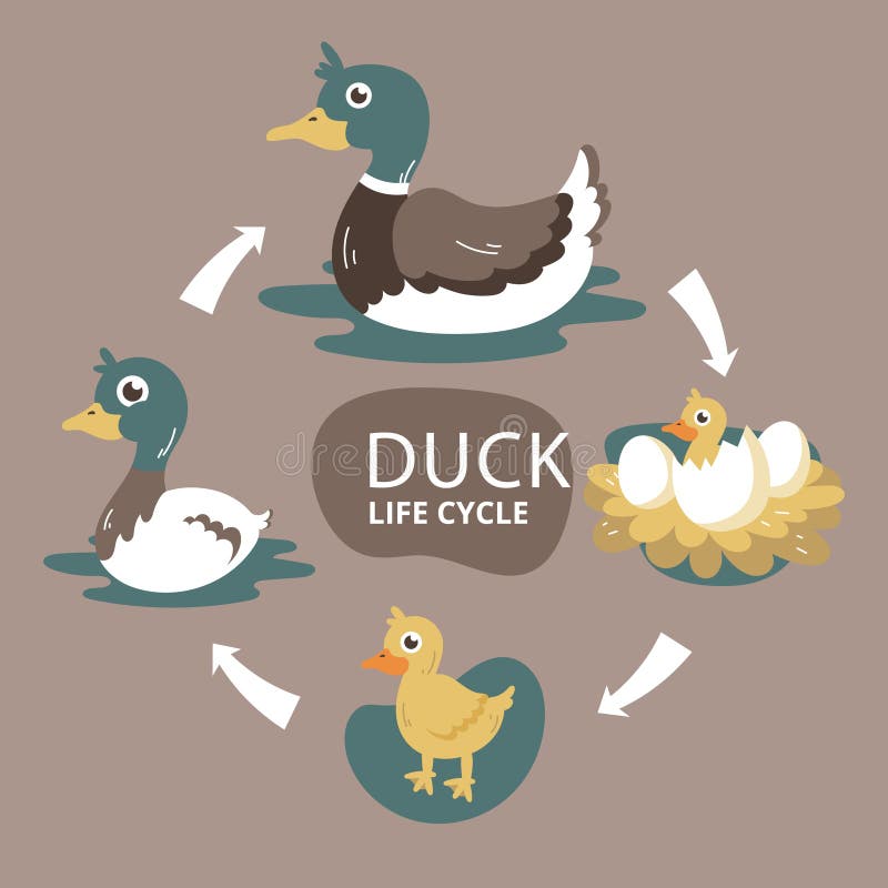 Duck Life stock vector. Illustration of swimming, river - 19111439